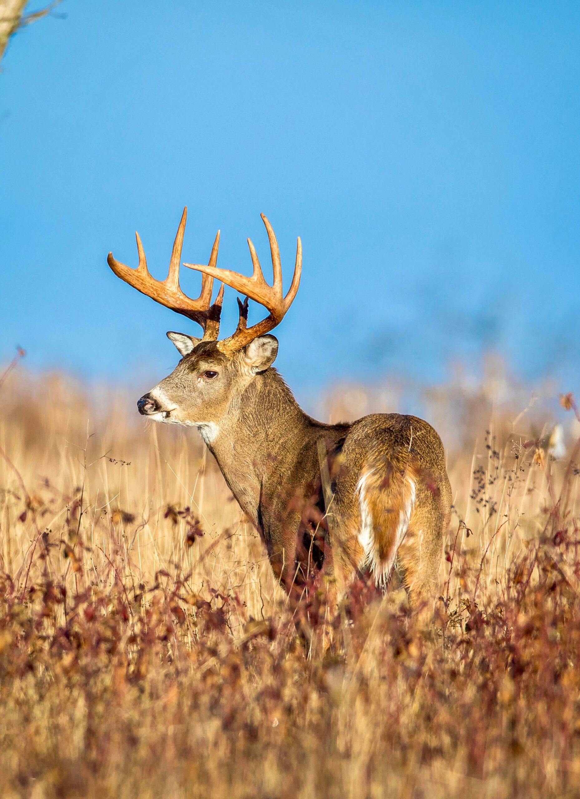 Image – Deer | News, Sports, Jobs - Marietta Times